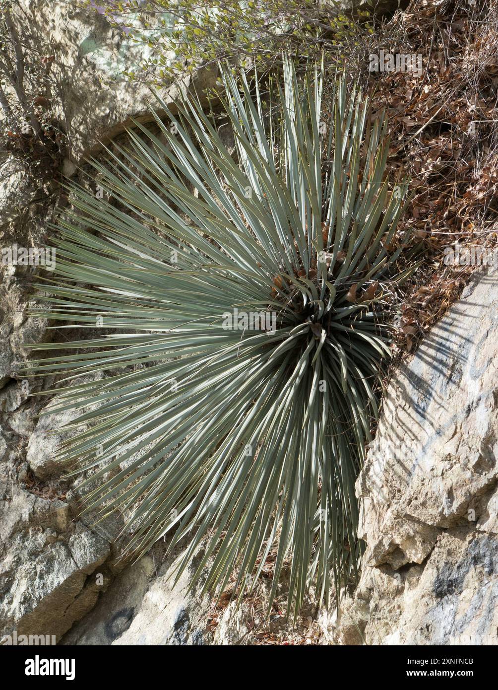 chaparral yucca (Hesperoyucca whipplei) Plantae Stock Photo - Alamy