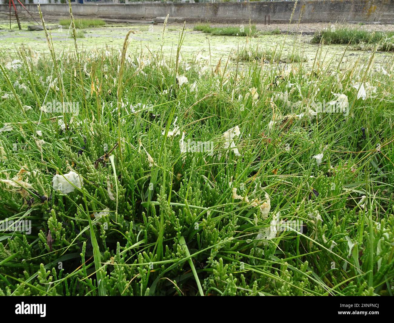 common cordgrass (Sporobolus anglicus) Plantae Stock Photo - Alamy