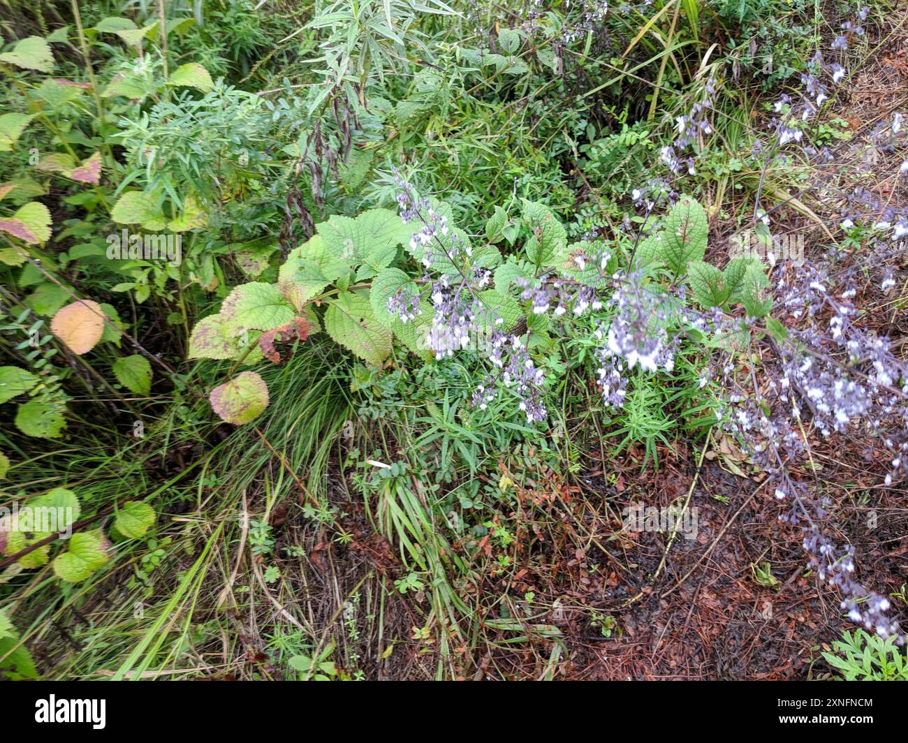 Isodon japonicus hi-res stock photography and images - Alamy