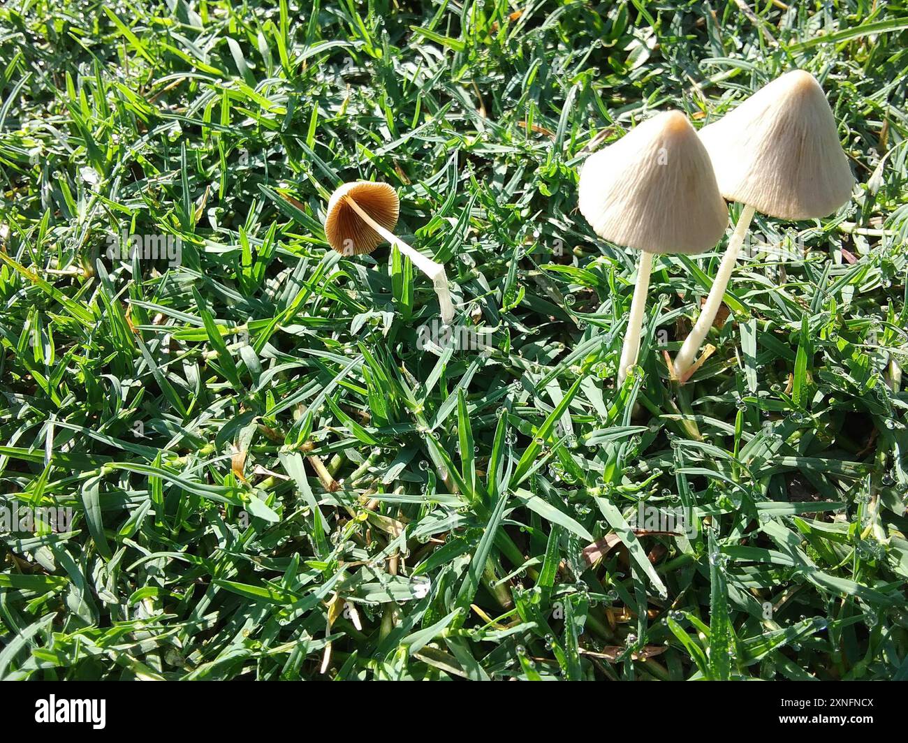 Conecaps (Conocybe) Fungi Stock Photo - Alamy