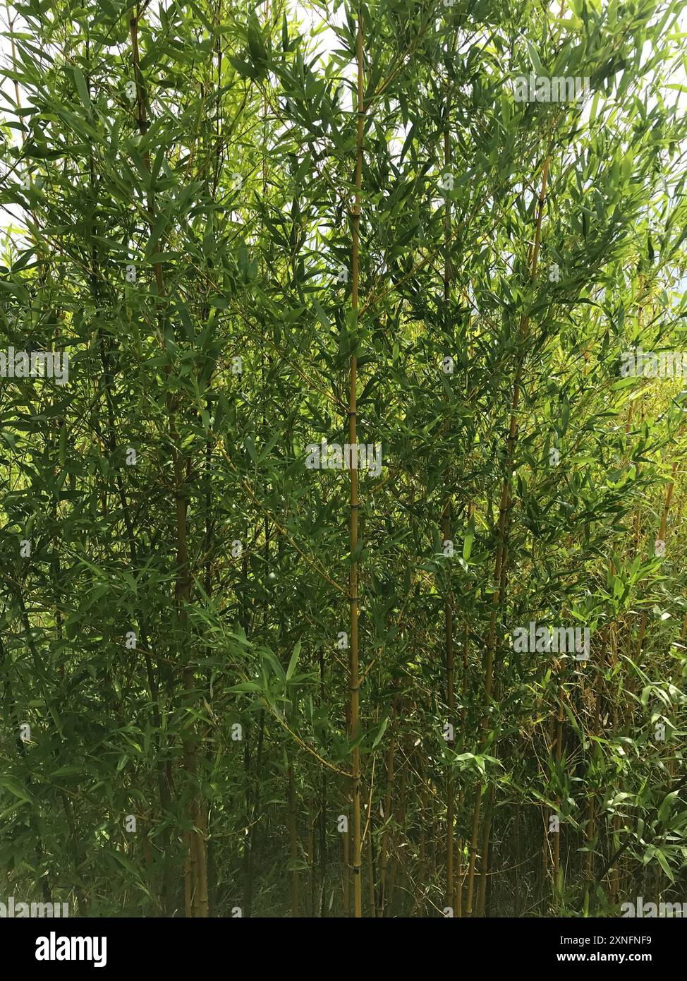 fishpole bamboo (Phyllostachys aurea) Plantae Stock Photo - Alamy