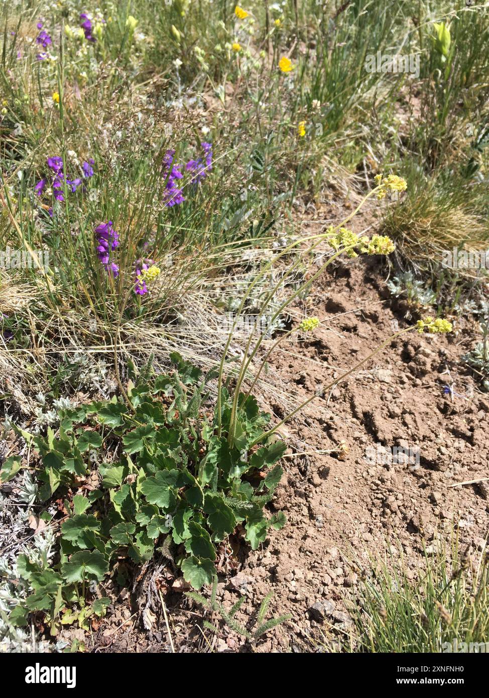 littleleaf alumroot (Heuchera parvifolia) Plantae Stock Photo - Alamy