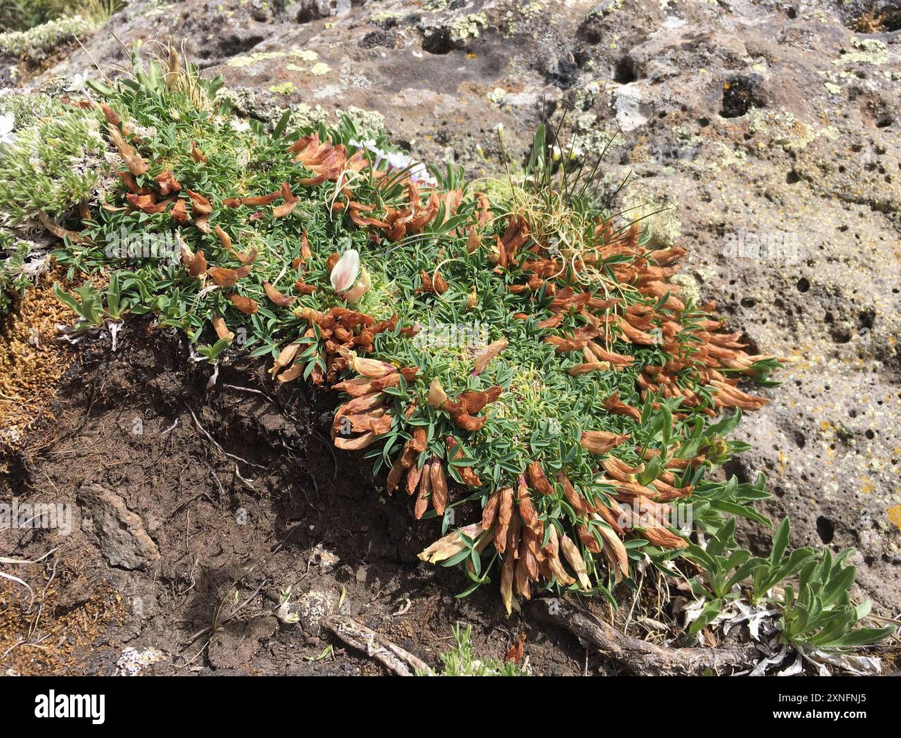 Dwarf Clover (Trifolium nanum) Plantae Stock Photo - Alamy