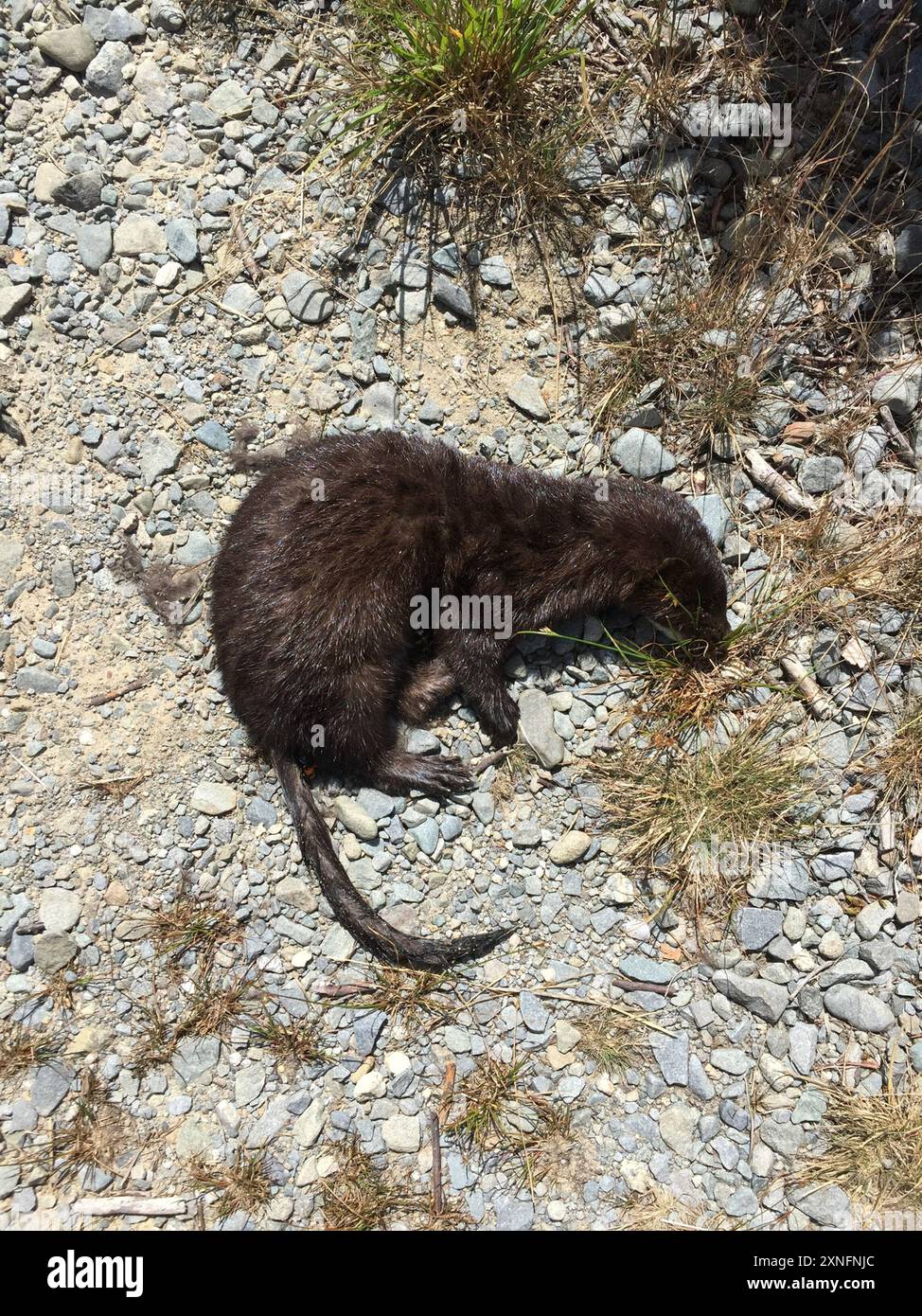 American Mink (Neogale vison) Mammalia Stock Photo - Alamy