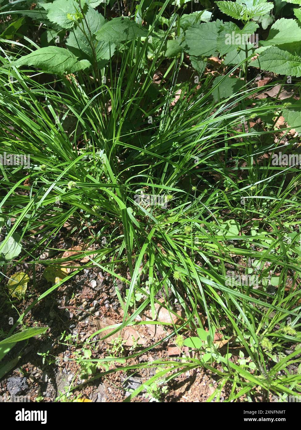 oval-headed sedge (Carex cephalophora) Plantae Stock Photo - Alamy