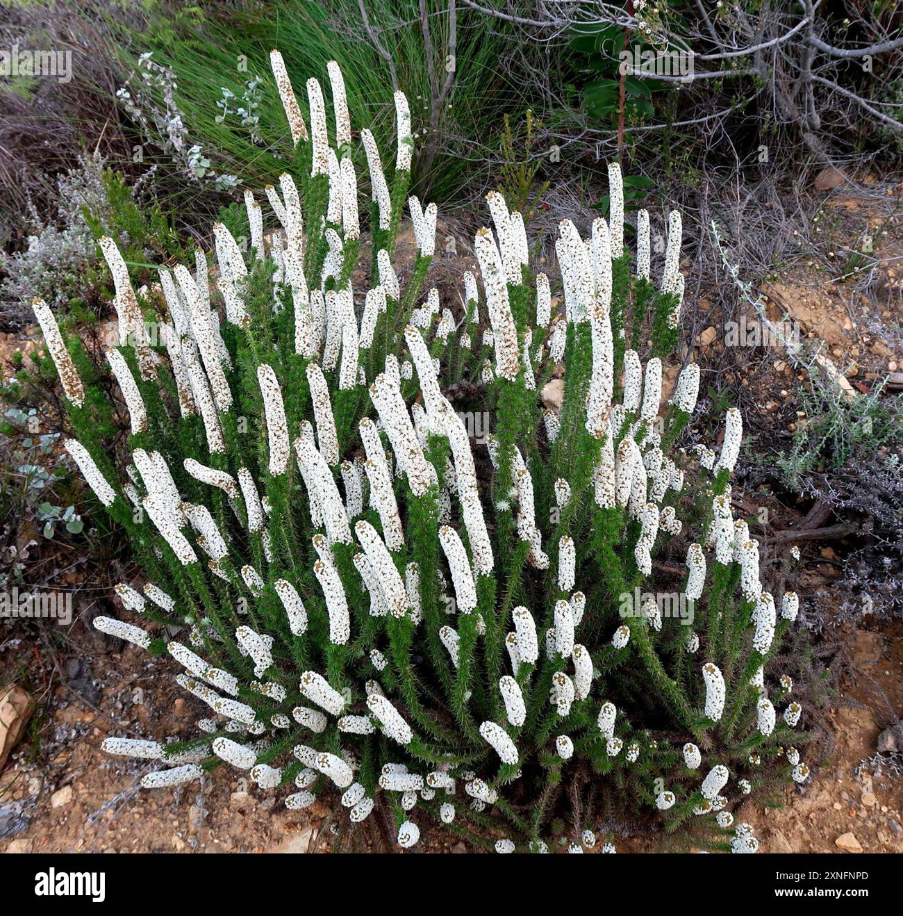 Foxy Slangbos (Stoebe alopecuroides) Plantae Stock Photo - Alamy