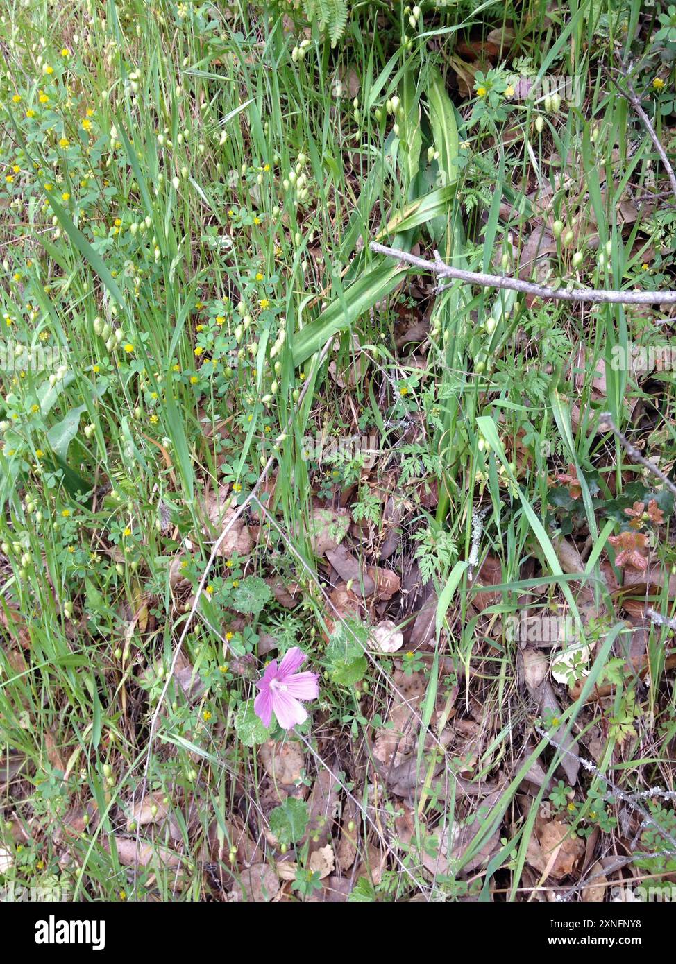 checkerbloom (Sidalcea malviflora) Plantae Stock Photo - Alamy