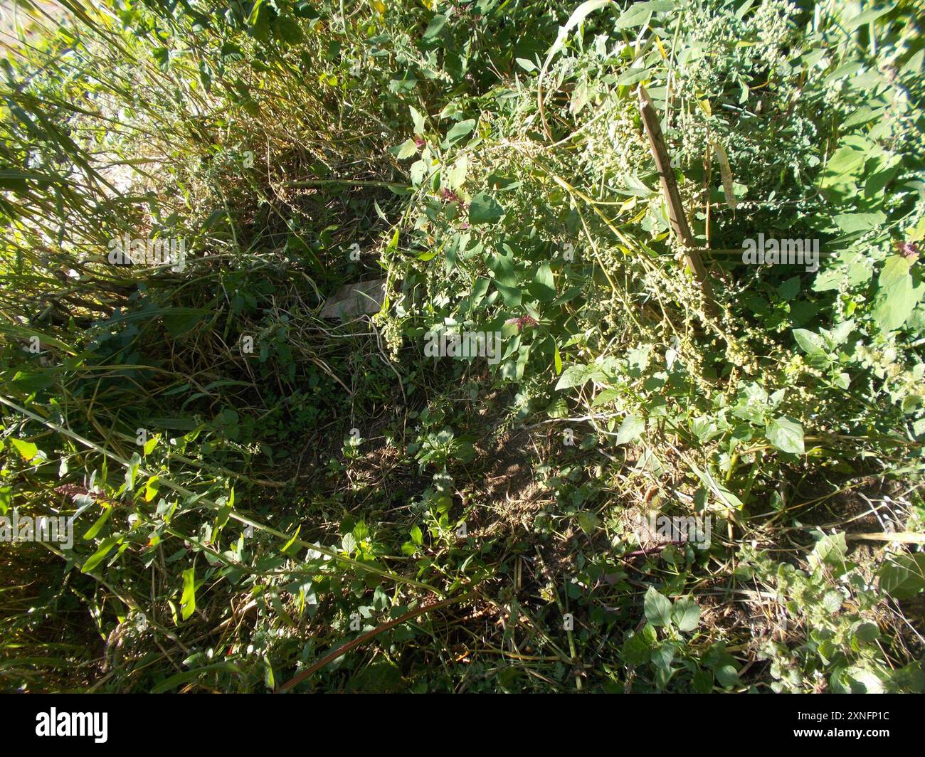 plants (Plantae) Plantae Stock Photo - Alamy