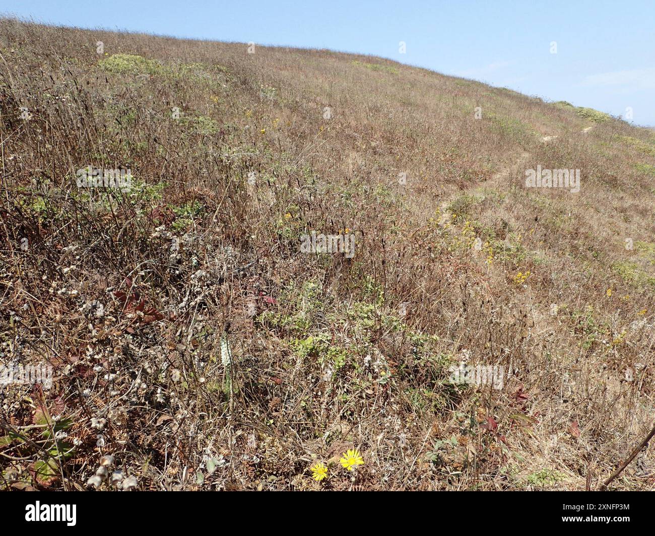 Point Reyes rein-orchid (Platanthera elegans decurtata) Plantae Stock ...