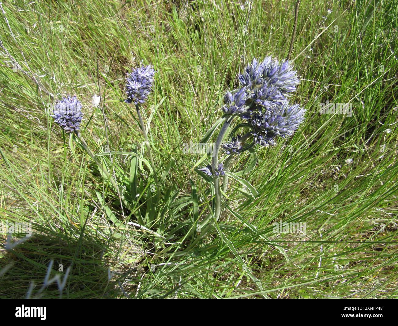 whitestem frasera (Frasera albicaulis) Plantae Stock Photo - Alamy