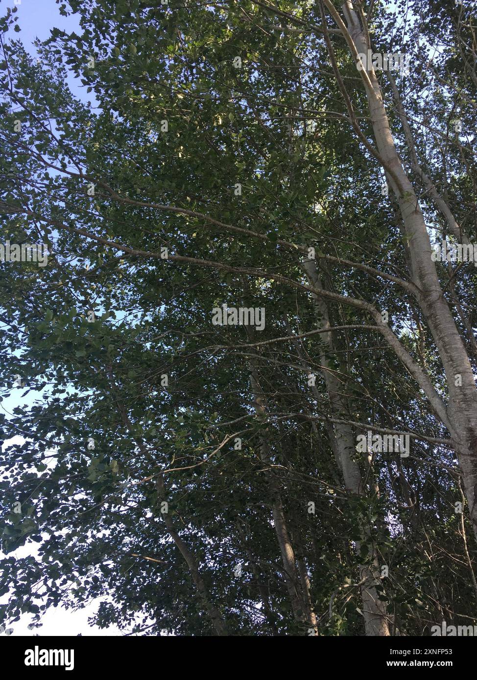 white poplar (Populus alba) Plantae Stock Photo - Alamy