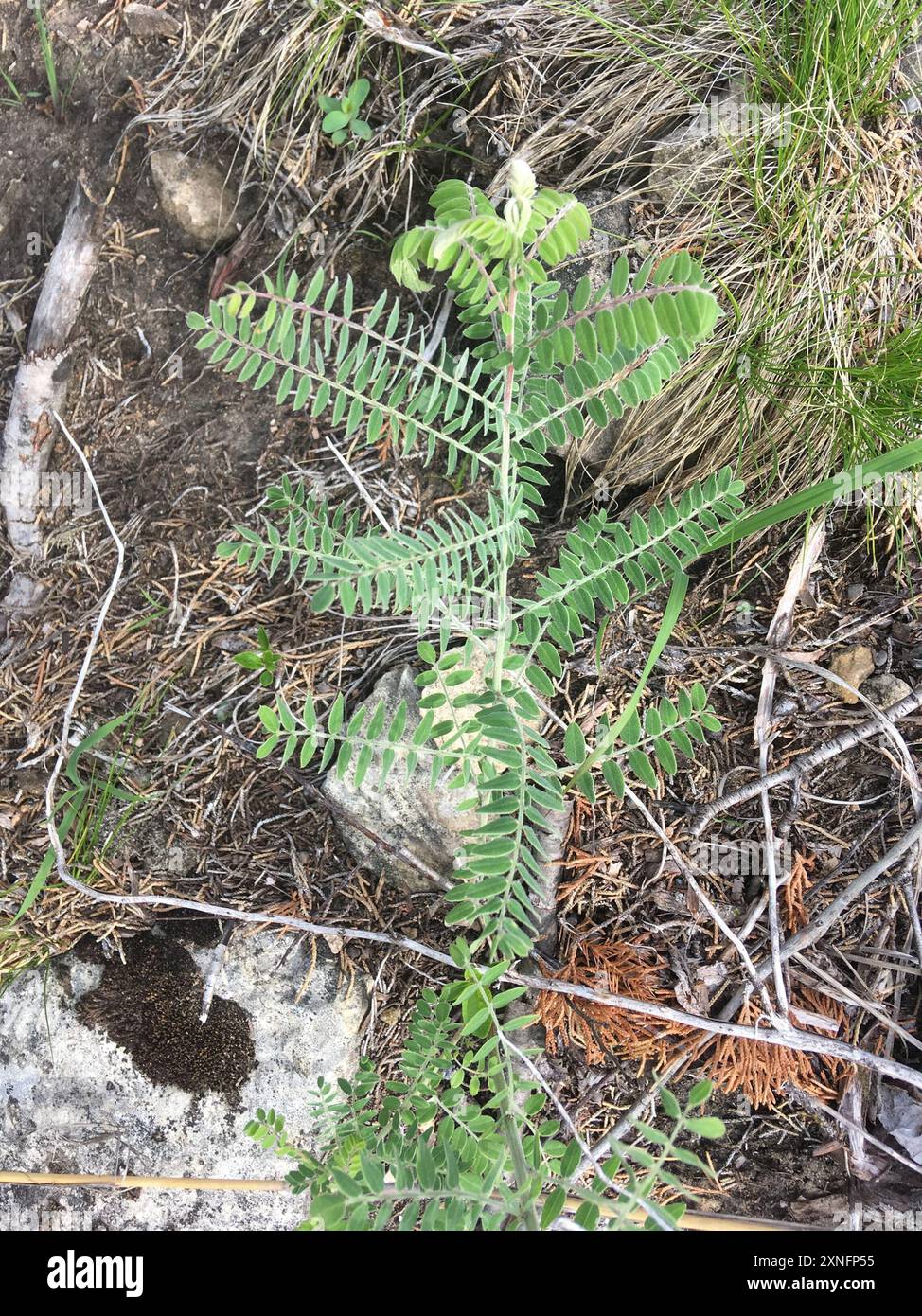 leadplant (Amorpha canescens) Plantae Stock Photo - Alamy