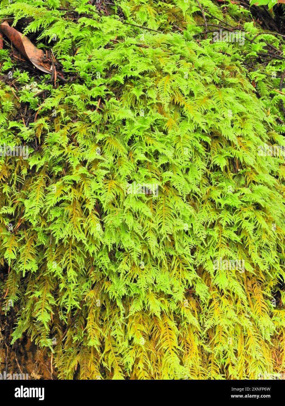 Oregon Beaked Moss (Kindbergia oregana) Plantae Stock Photo - Alamy
