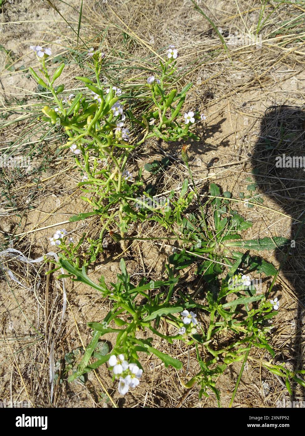 European Searocket (Cakile maritima) Plantae Stock Photo - Alamy