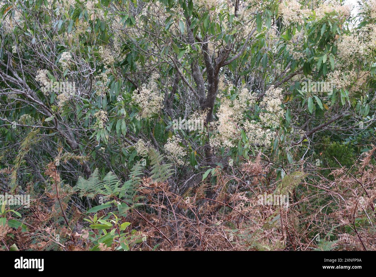 Forest Elder (Nuxia floribunda) Plantae Stock Photo - Alamy