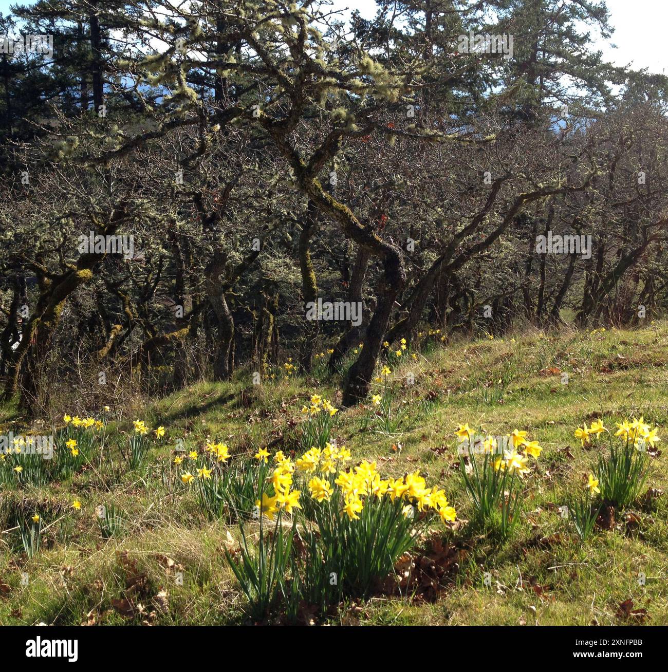 Spanish Daffodil (Narcissus hispanicus) Plantae Stock Photo - Alamy
