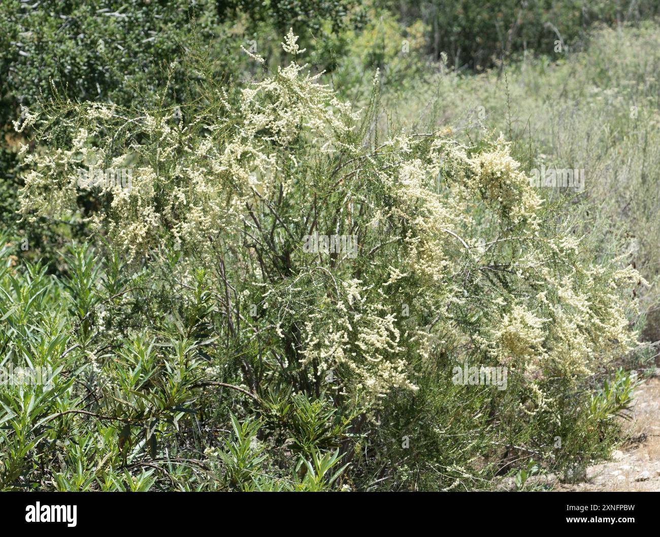 chamise (Adenostoma fasciculatum) Plantae Stock Photo - Alamy