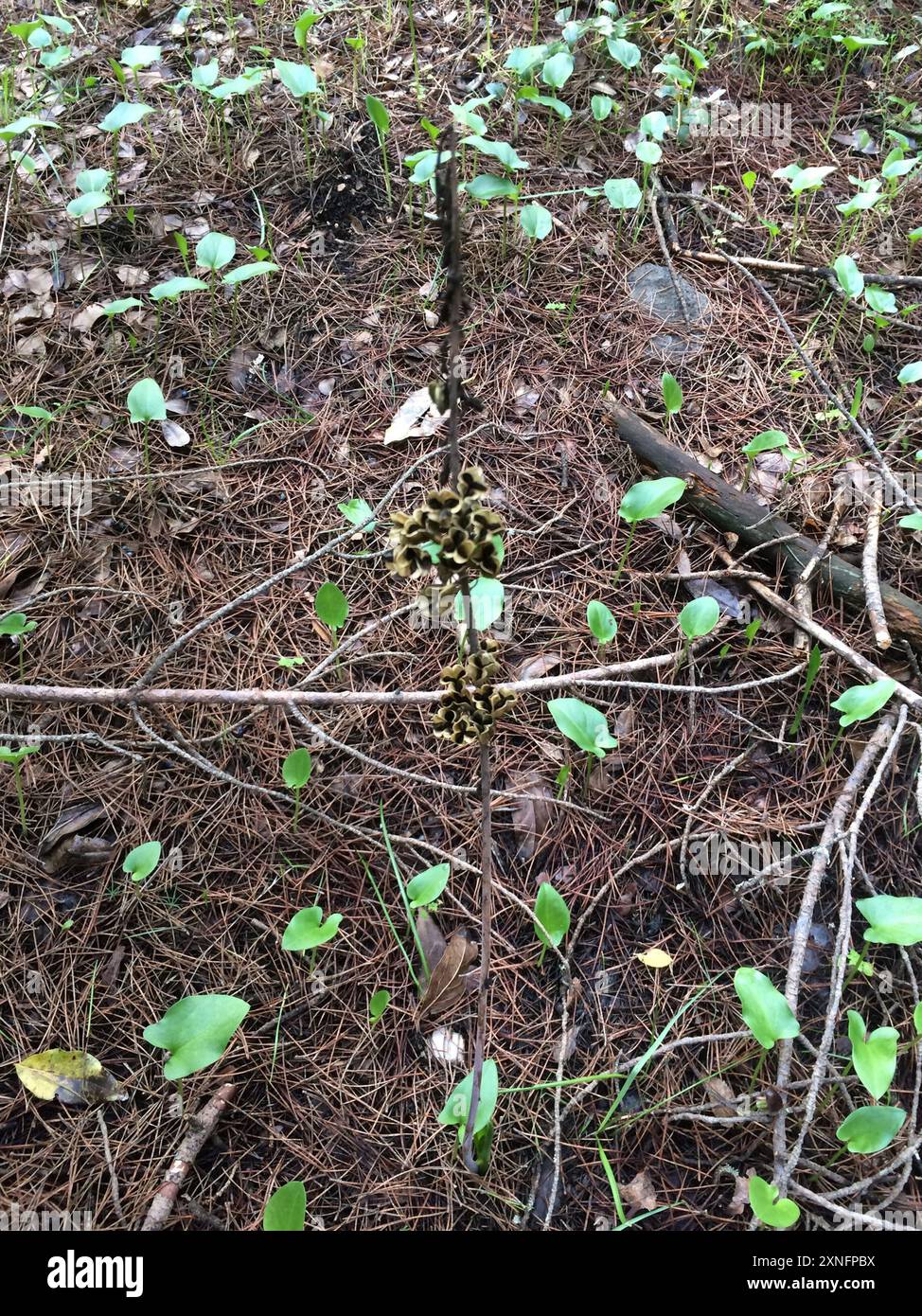 sea squill (Drimia maritima) Plantae Stock Photo - Alamy