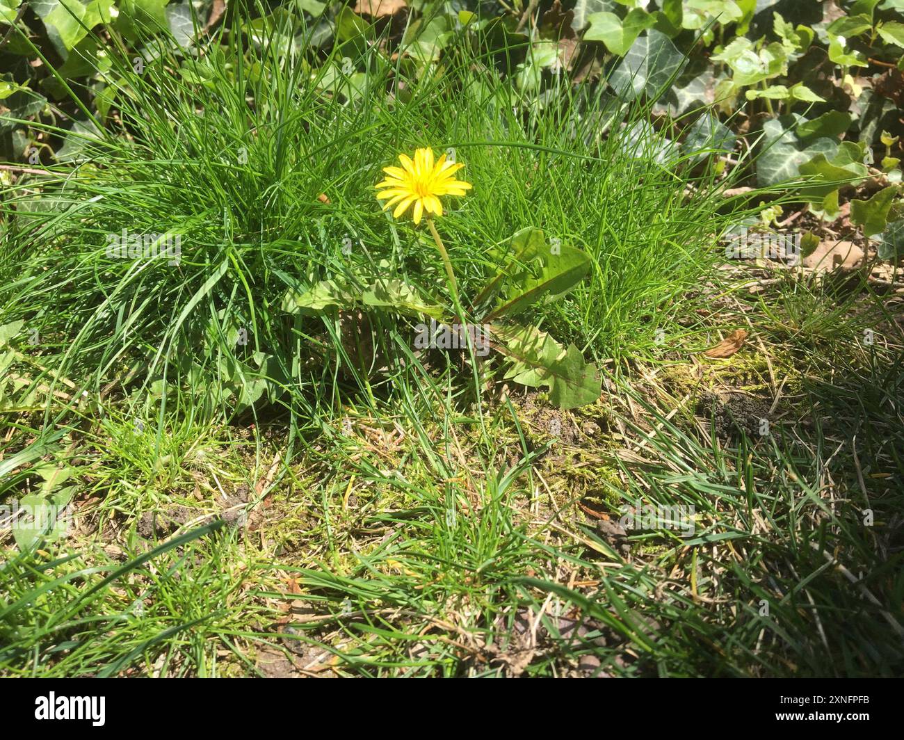 flowering plants (Angiospermae) Plantae Stock Photo - Alamy