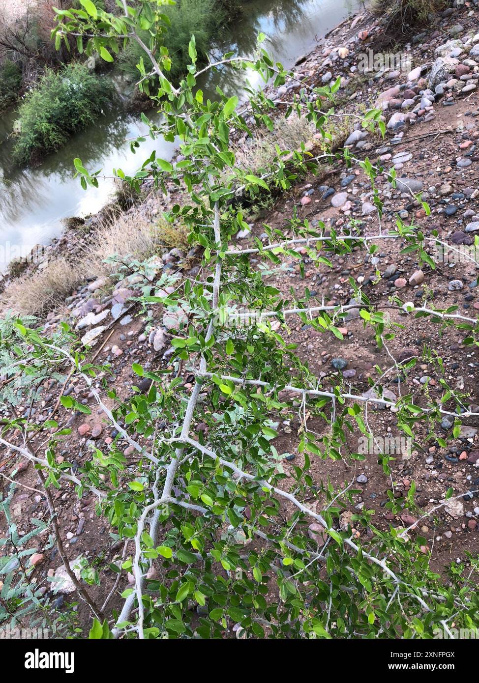 Celtis pallida hi-res stock photography and images - Alamy