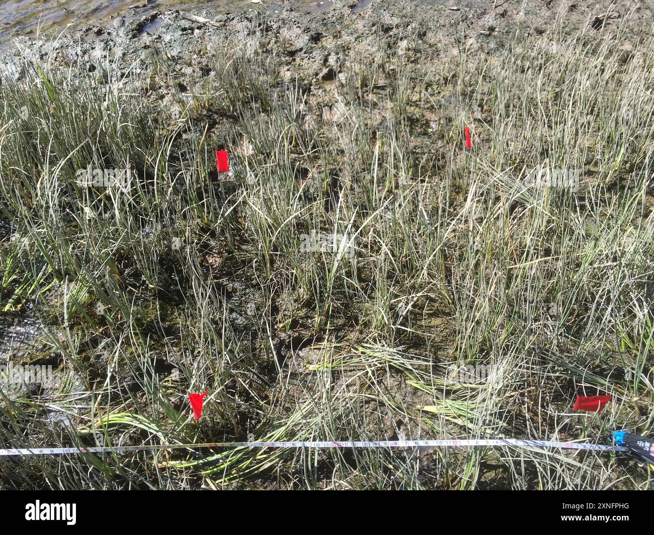 common arrowgrass (Triglochin maritima) Plantae Stock Photo - Alamy