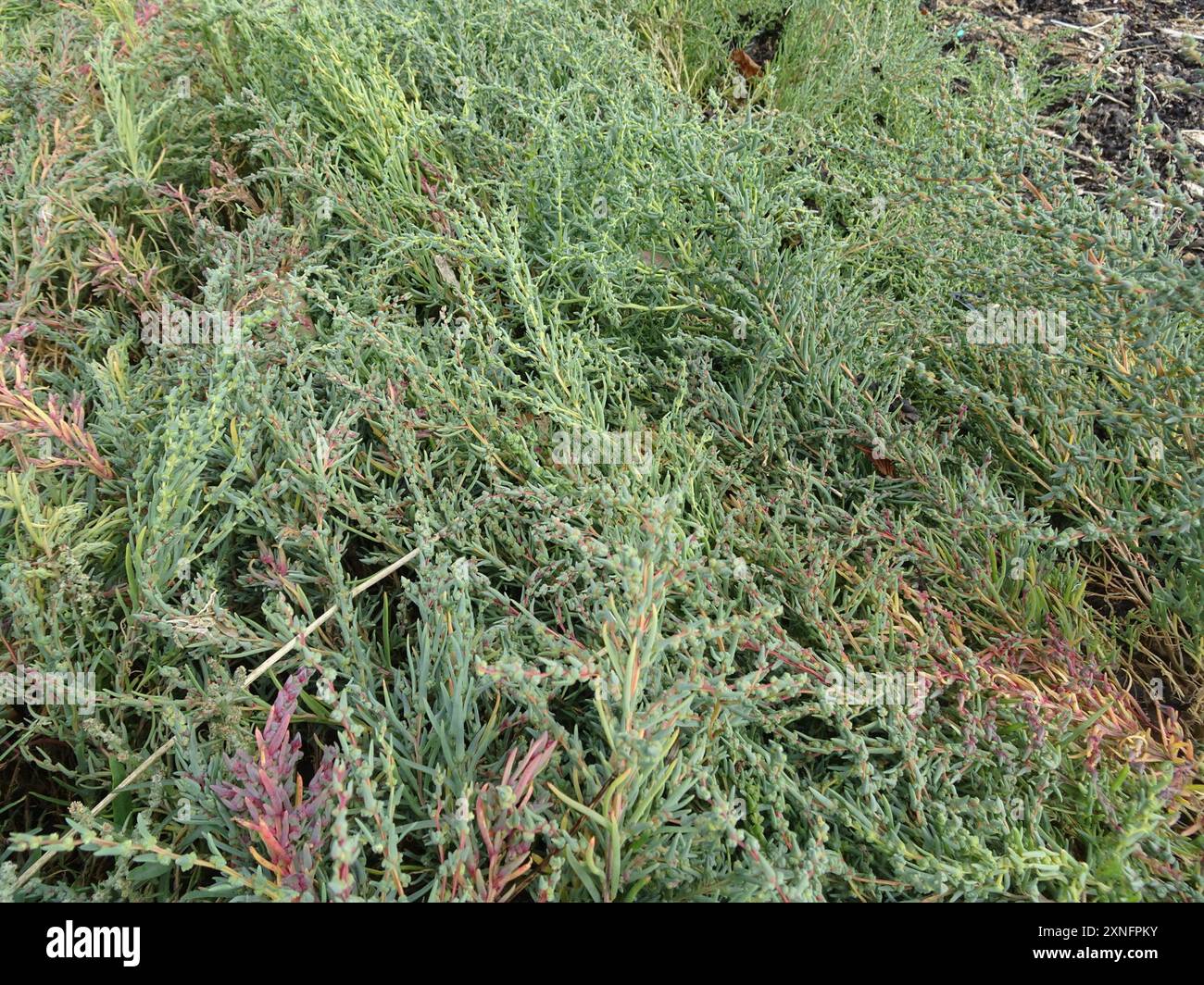 Herbaceous Seepweed (Suaeda maritima) Plantae Stock Photo - Alamy