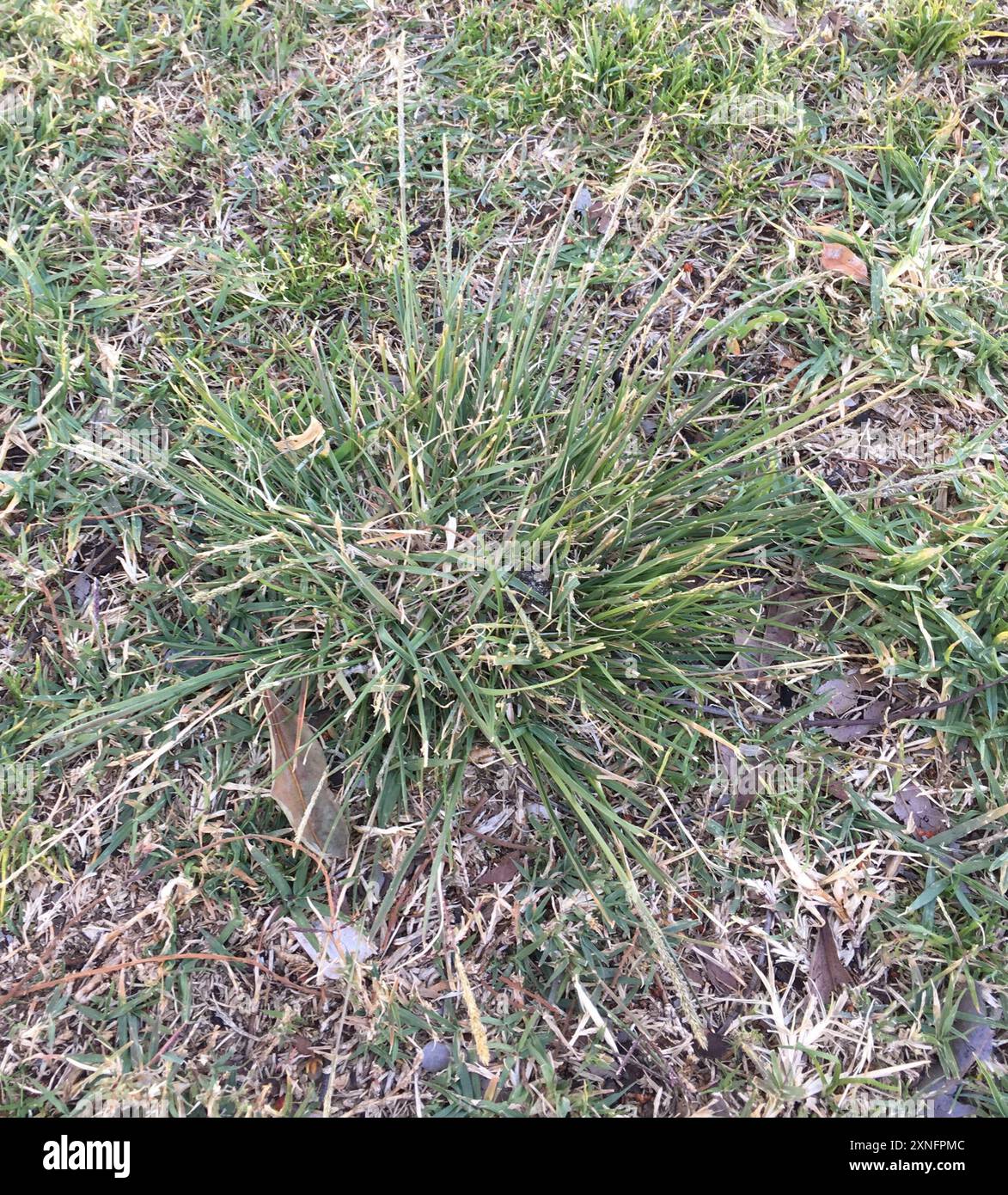 grasses (Poaceae) Plantae Stock Photo - Alamy