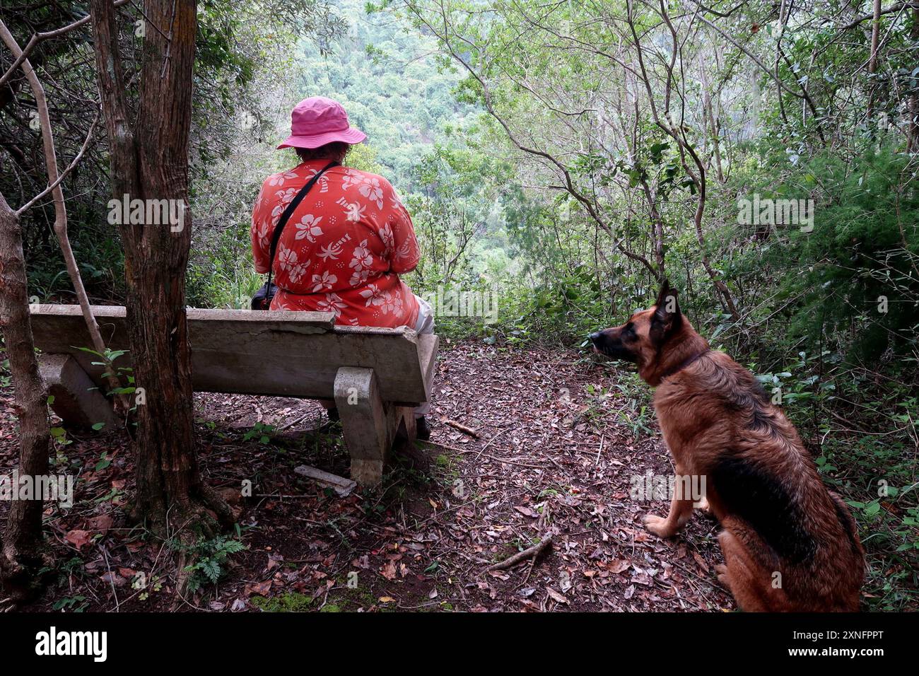 False Olive (Buddleja saligna) Plantae Stock Photo - Alamy