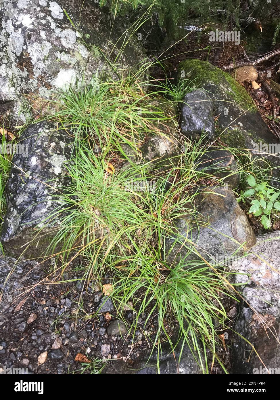 Flattened Oatgrass (Danthonia compressa) Plantae Stock Photo - Alamy