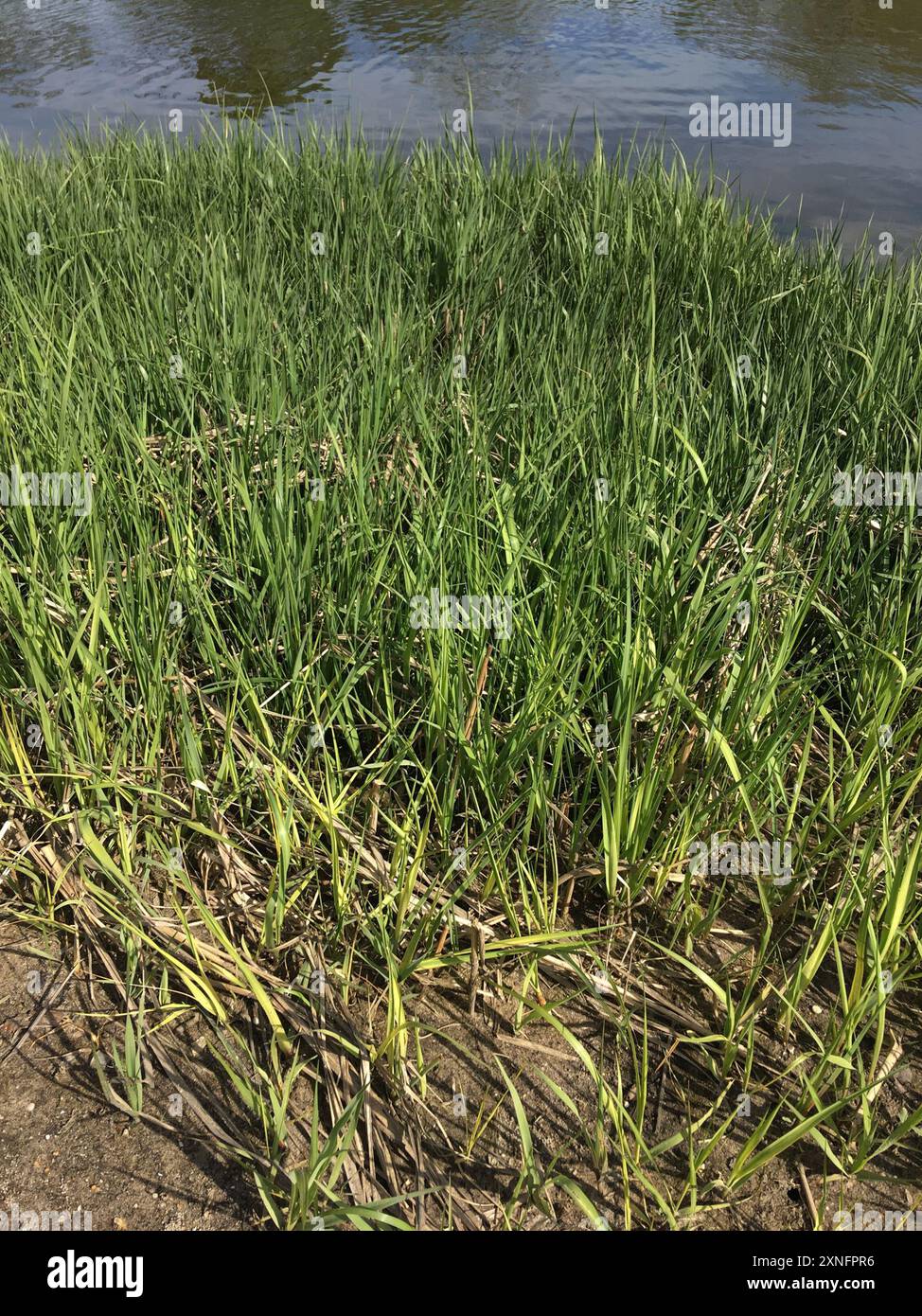 Saltmarsh Cordgrass (Sporobolus alterniflorus) Plantae Stock Photo - Alamy