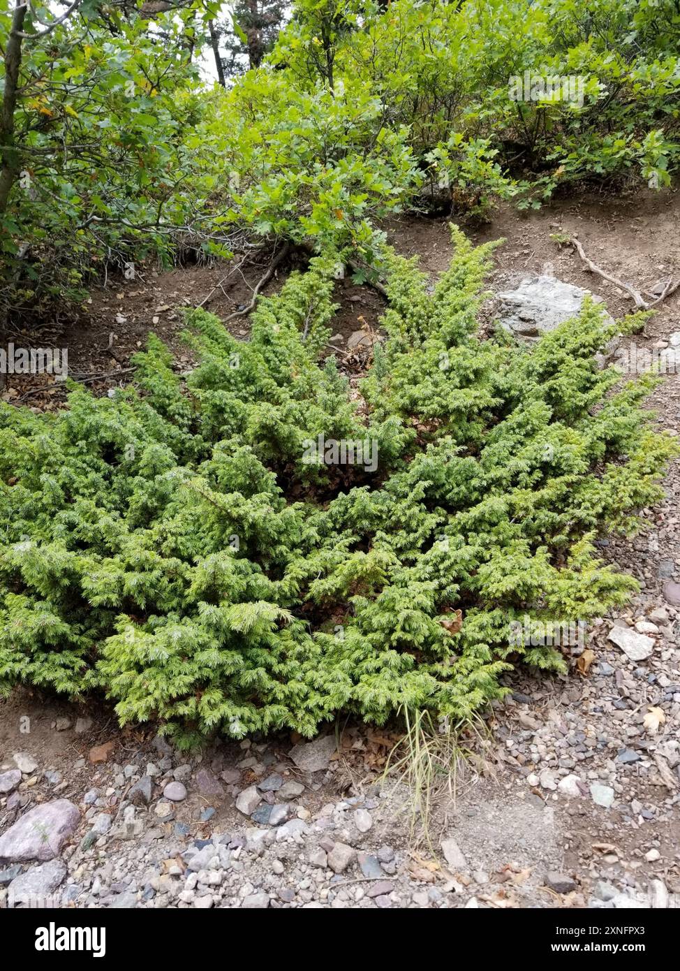 common juniper (Juniperus communis) Plantae Stock Photo - Alamy
