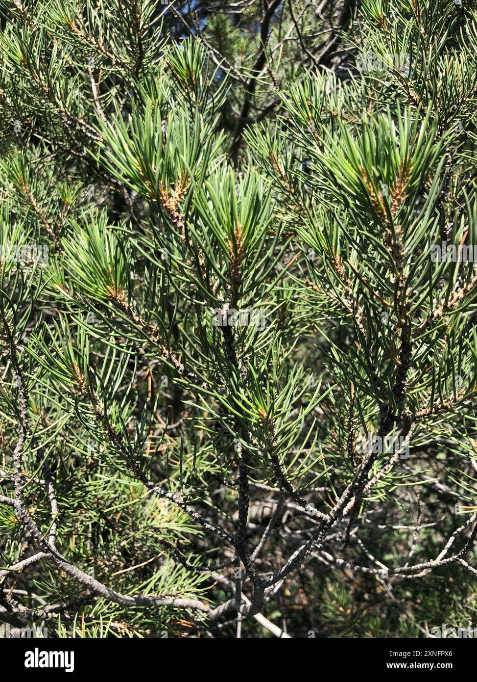 Arizona Singleleaf Pinyon (Pinus monophylla fallax) Plantae Stock Photo ...