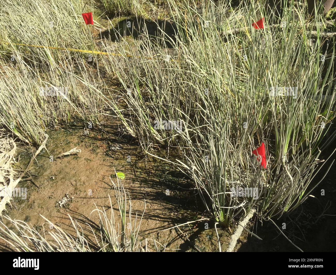 common arrowgrass (Triglochin maritima) Plantae Stock Photo - Alamy