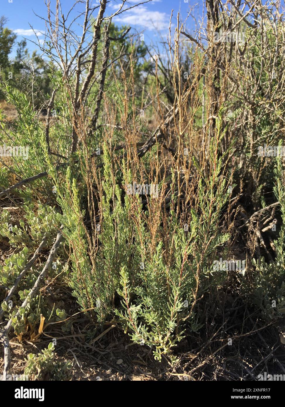Mojave Seablite (Suaeda nigra) Plantae Stock Photo - Alamy
