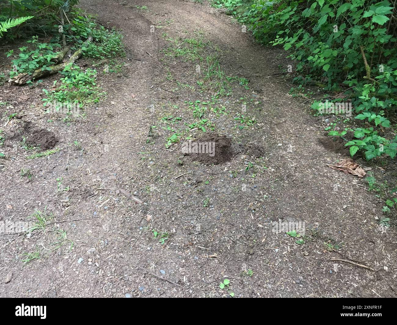 Moles and Desmans (Talpidae) Mammalia Stock Photo - Alamy
