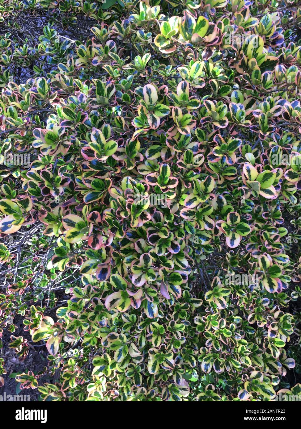 Japanese spindle tree (Euonymus japonicus) Plantae Stock Photo - Alamy