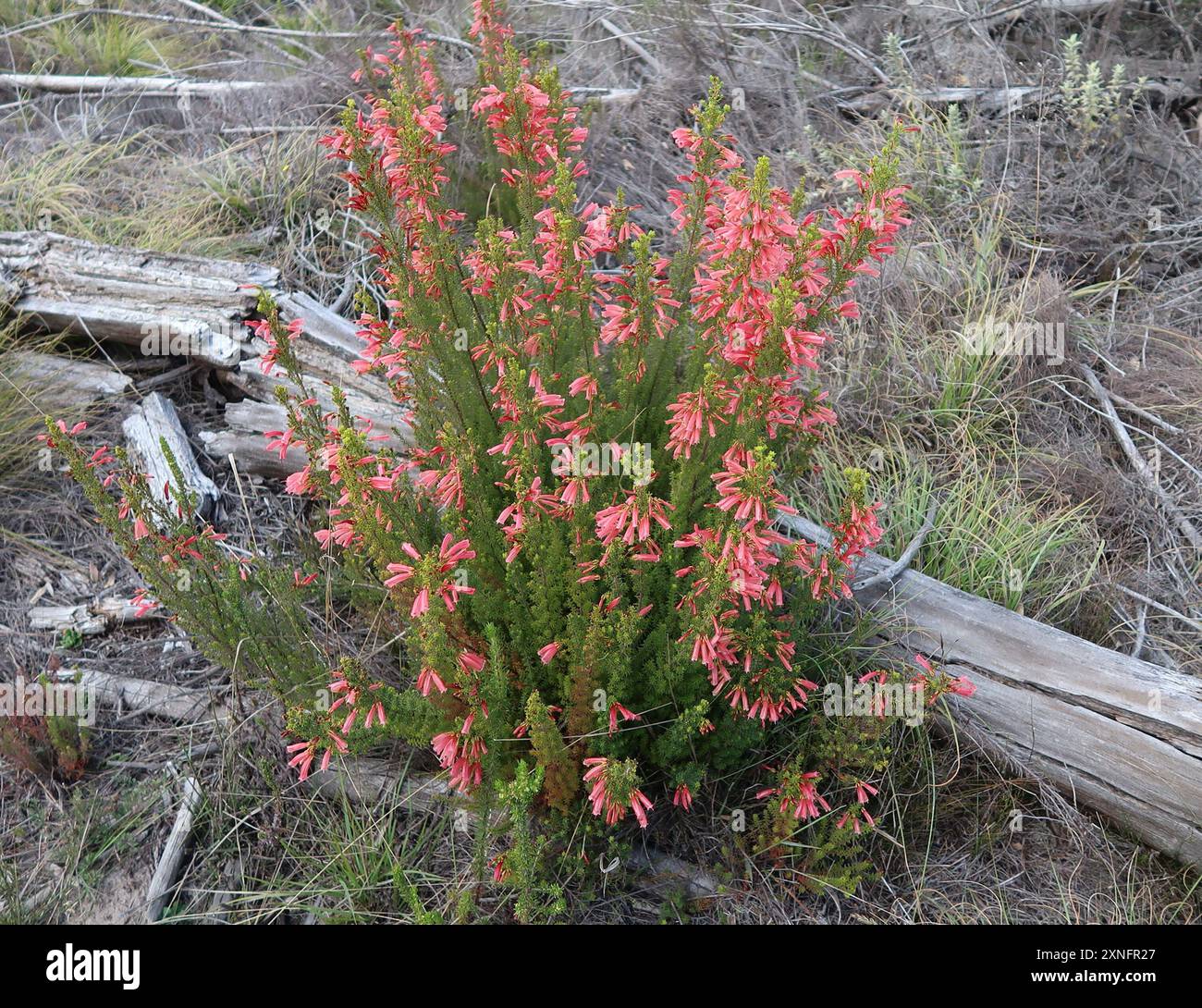 Common Glandular Heath (Erica glandulosa glandulosa) Plantae Stock ...