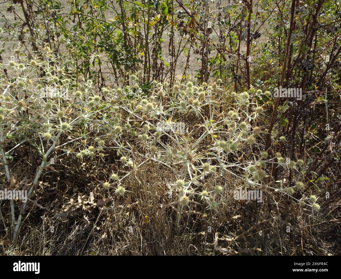 Field Eryngo (Eryngium campestre) Plantae Stock Photo - Alamy