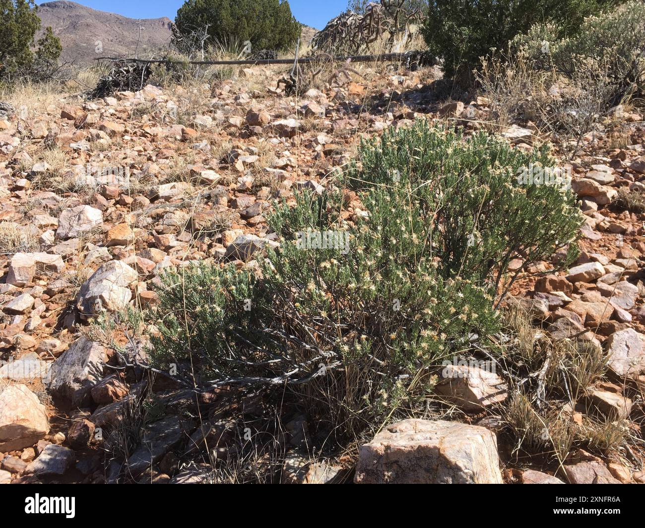 turpentine bush (Ericameria laricifolia) Plantae Stock Photo - Alamy