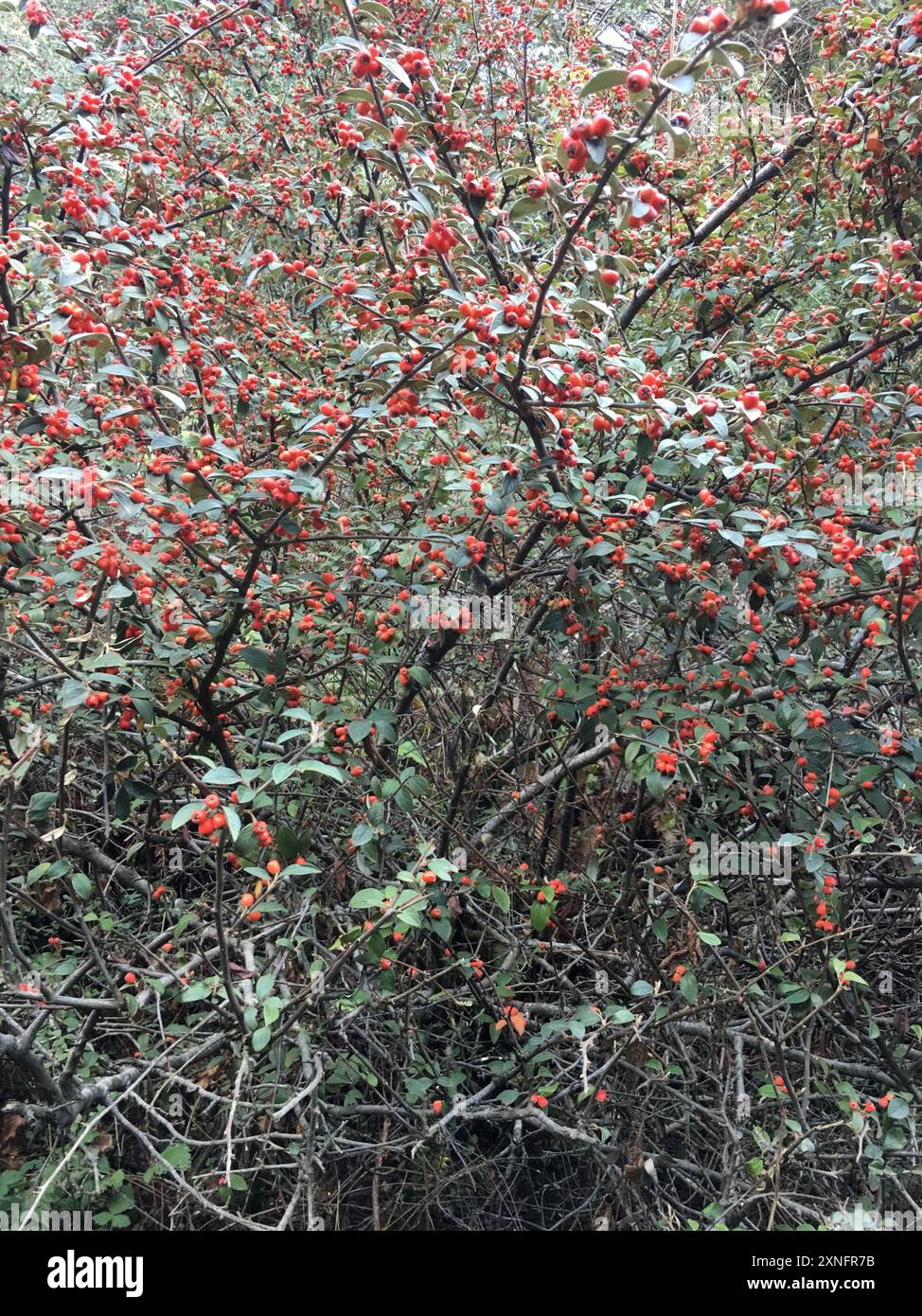 Franchet's cotoneaster (Cotoneaster franchetii) Plantae Stock Photo - Alamy
