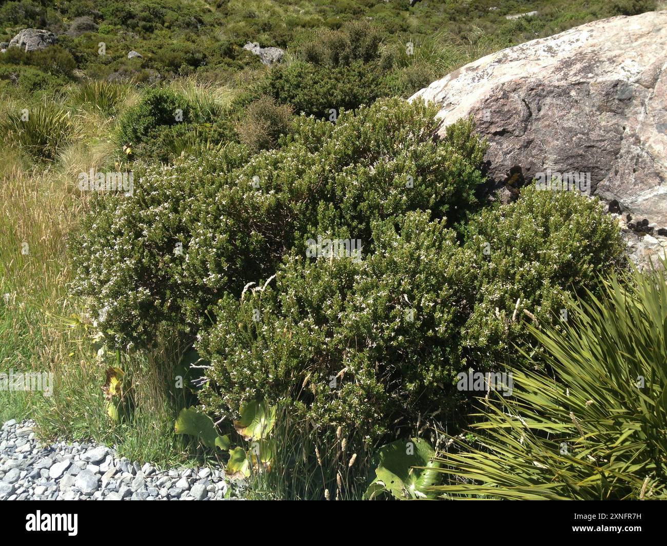 Nummulariifolia hi-res stock photography and images - Alamy