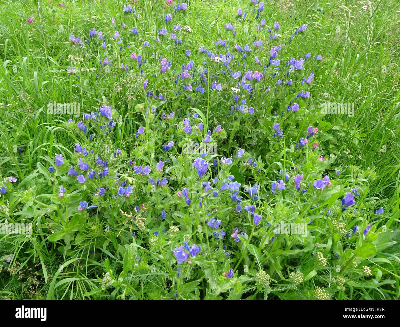 purple viper's-bugloss (Echium plantagineum) Plantae Stock Photo - Alamy