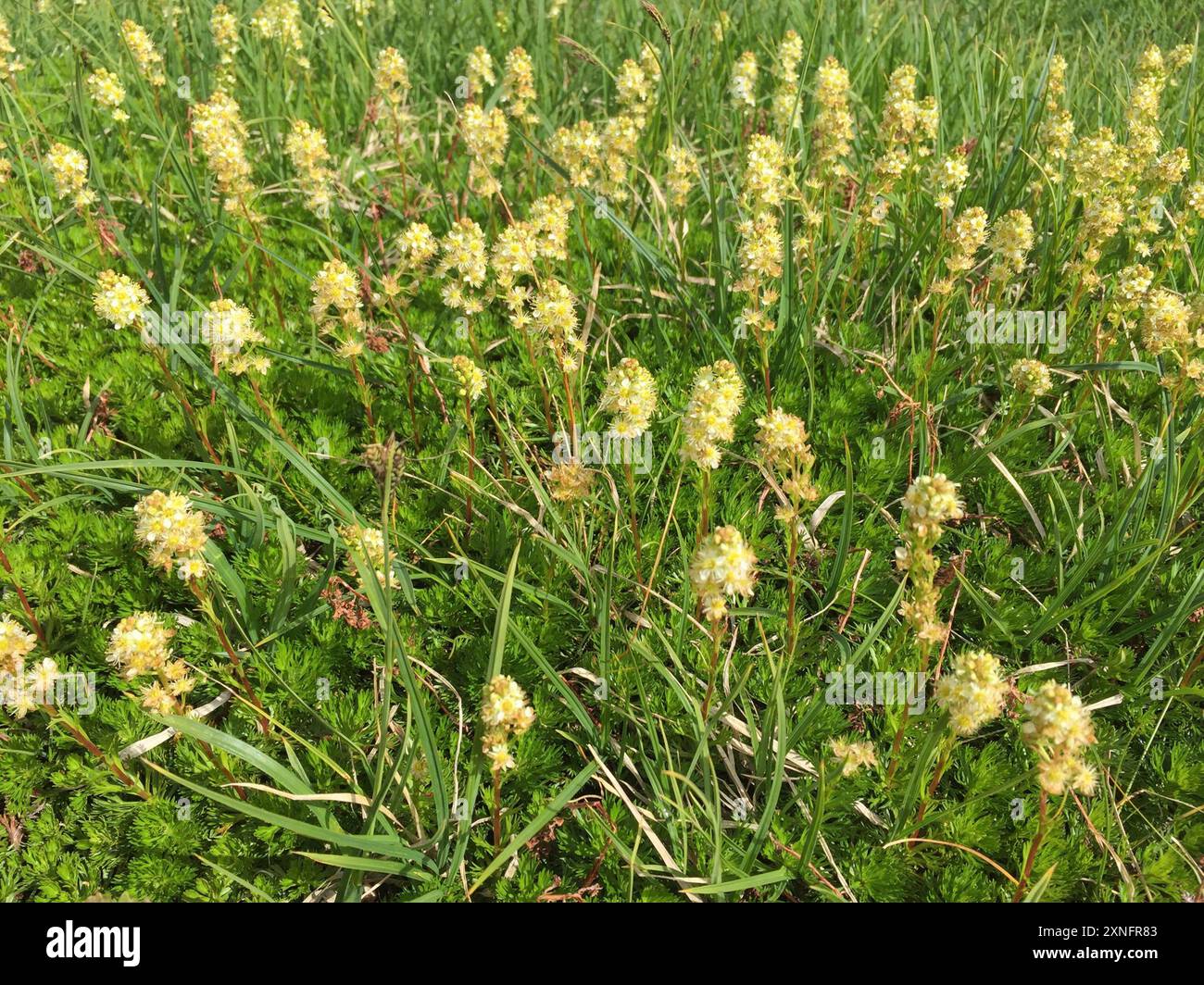 Partridgefoot (Luetkea pectinata) Plantae Stock Photo - Alamy