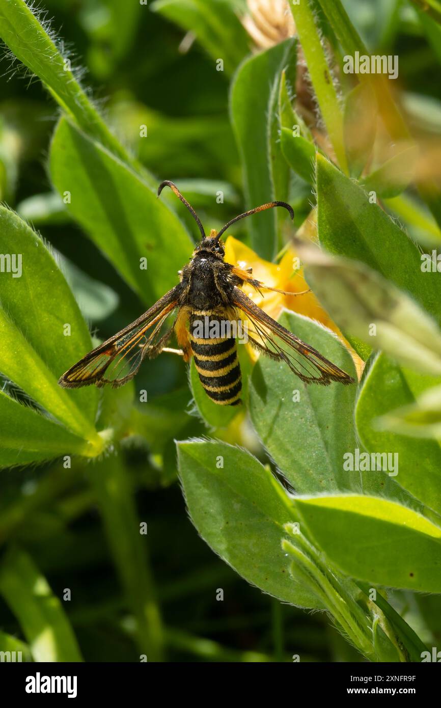 Bembecia ichneumoniformis, the six-belted clearwing moth Stock Photo ...