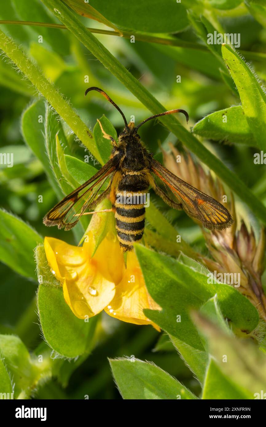 Bembecia ichneumoniformis, the six-belted clearwing moth Stock Photo ...