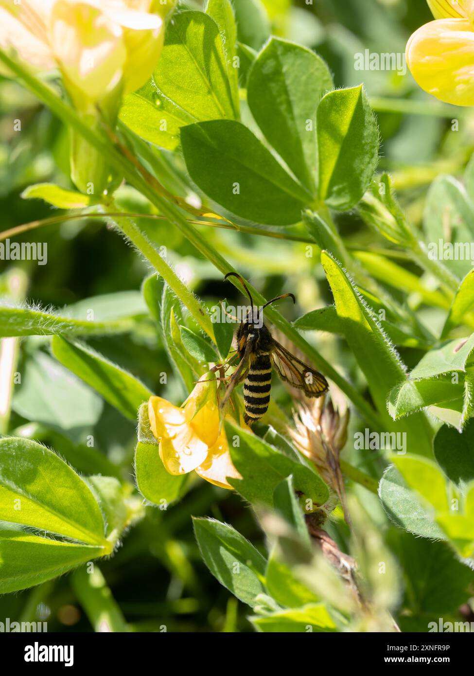 Bembecia ichneumoniformis, the six-belted clearwing moth Stock Photo ...