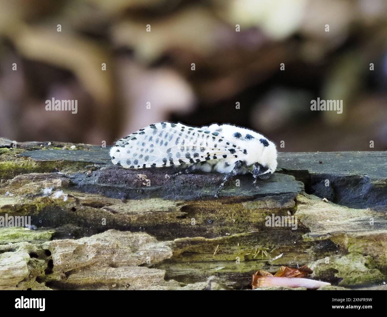 Zeuzera pyrina hi-res stock photography and images - Alamy