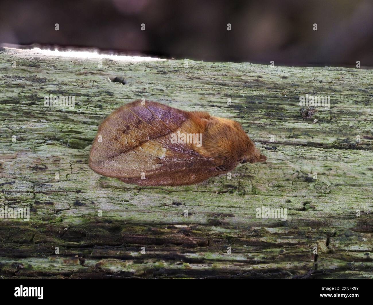 Resting moth hi-res stock photography and images - Alamy