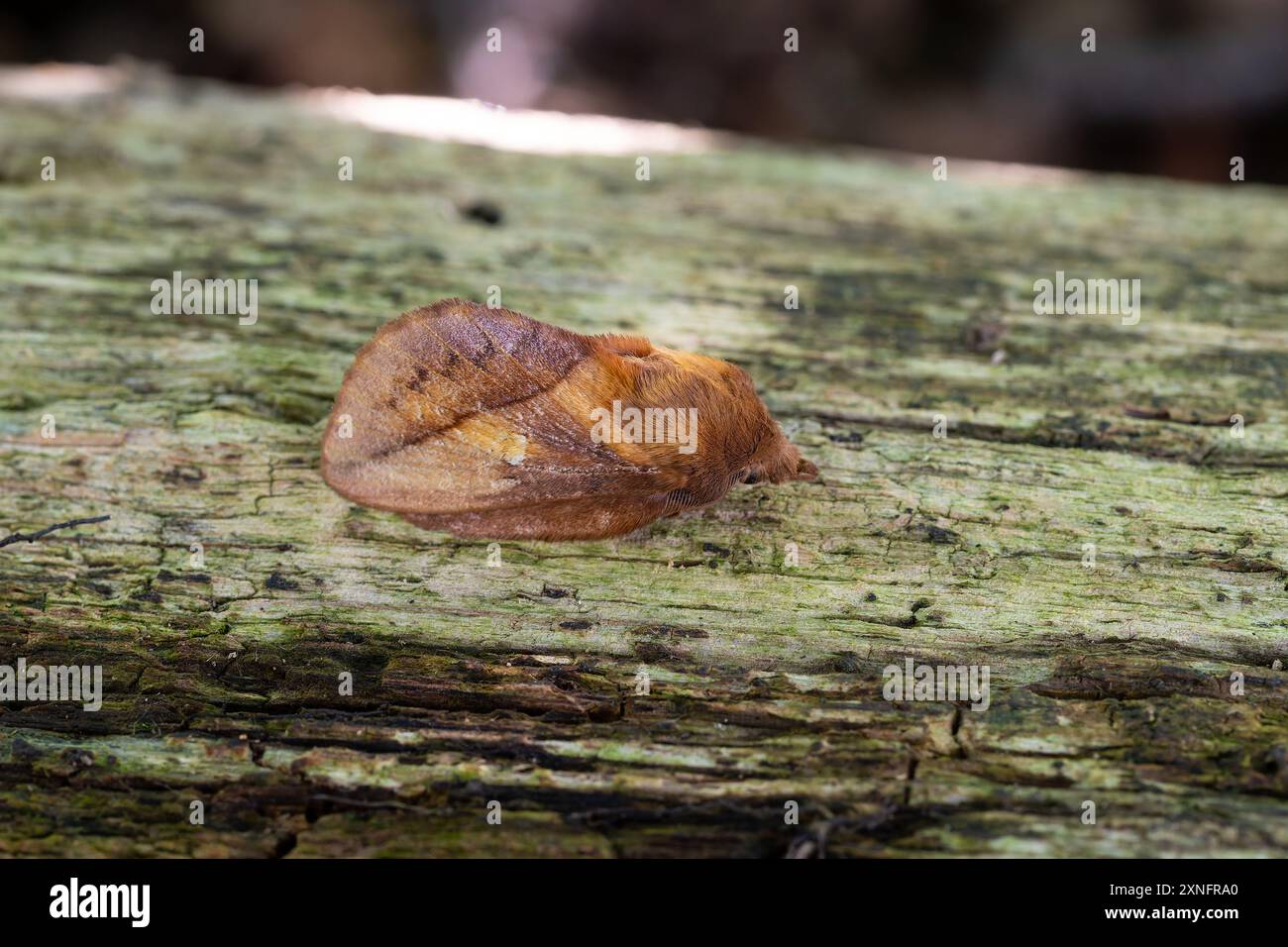 Resting moth hi-res stock photography and images - Alamy