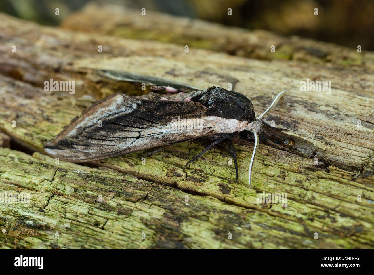 Sphingidae sphinx moths hi-res stock photography and images - Alamy